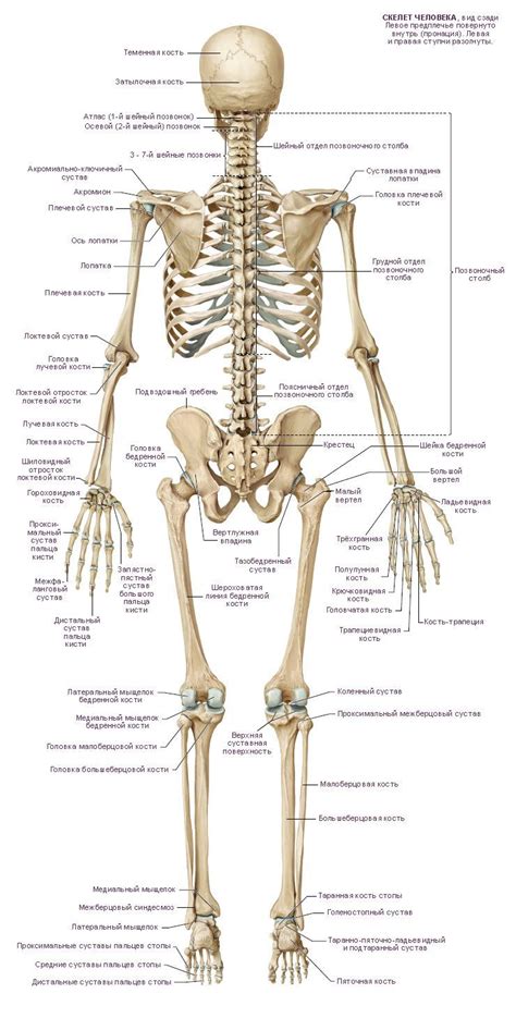 Картинки «Скелет человека с надписями 32 фото с изображениями Человеческое тело
