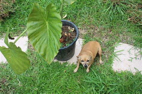 코끼리 귀 식물을 재배하는 방법 알로카시아 웬디이를 위한 7가지 관리 요령 호미파이 And Homify