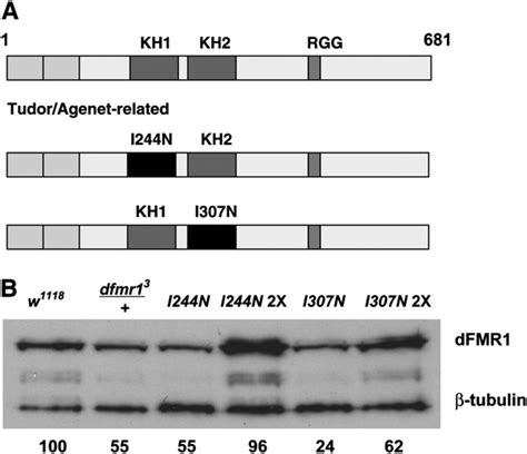 —schematic Of Fragile X Protein And Expression Analysis Of Dfmr1 Kh