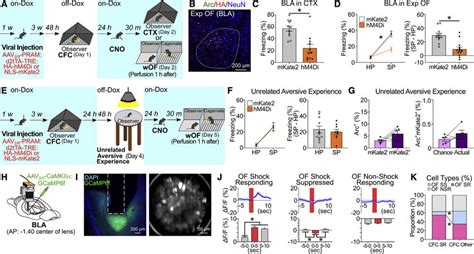 Bla Fear Memory Engram Cells In Exp Of A Inhibition Of Cfc Activated Download Scientific