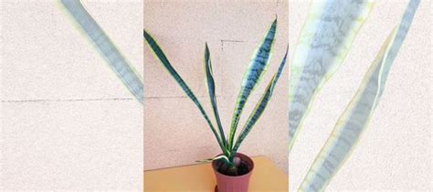 Комнатные растения Сансевиерия купить в Чайковском Товары для дома и дачи Авито