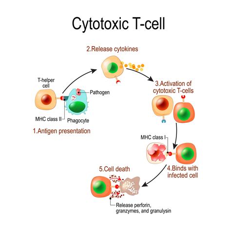 How Your Immune System Protects You From Infection Part 4 T Lymphocytes Grassrootshealth