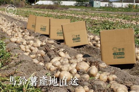 雲林在地鮮採馬鈴薯 1年僅一採收 酥軟綿密美味 台灣幫棒農