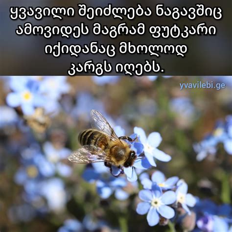 ყვავილების მოვლა და მათი მეთოდები Home Facebook