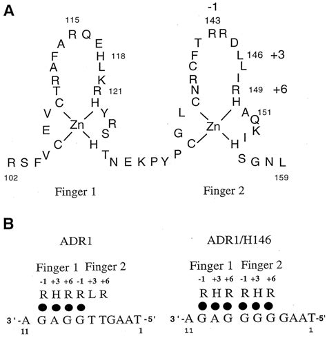 Zinc Fingers Of Adr1 And Their Binding Sites A Zinc Fingers Of Adr1