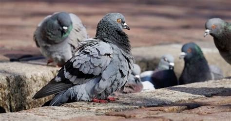 비둘기 먹이 따라 식성까지 바꿔 이웃집과학자