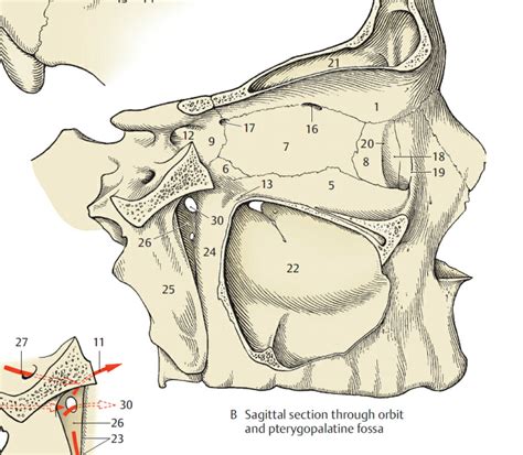 Phy 595 Sagittal Section Through Orbit And Pterygopalatine Fossa Diagram Quizlet