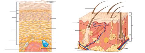 Week 2 Integumentary System Diagram Quizlet