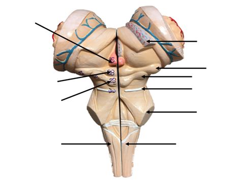 Brain Stem Posterior Diagram Quizlet