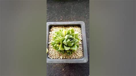 다육1번가 생쇼 다육식물 하월시아 아프리카식물 다육이 선인장 코노 코노피튬 엑스플랜트 다육라방 Youtube