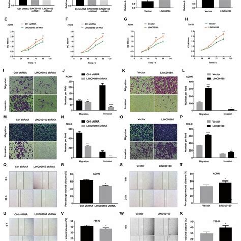 Linc00160 Promotes Proliferation Migration And Invasion Of Rcc A D