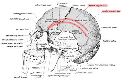 Temporal Line Wikipedia