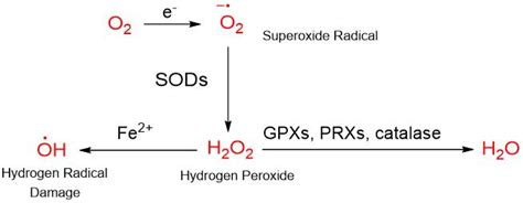 An Introduction To Reactive Oxygen Species Ros Boc Sciences