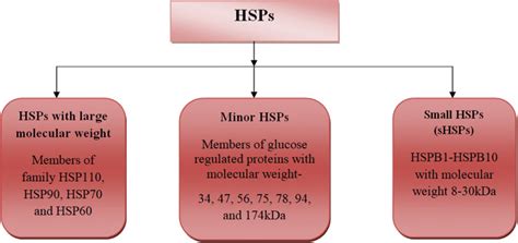 Types Of Hsps Systematic Classification Of Hsps Based On Their