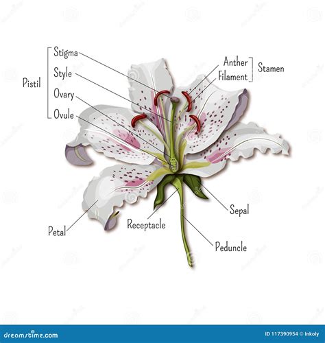 Lily Anatomy Stock Illustrations 71 Lily Anatomy Stock Illustrations