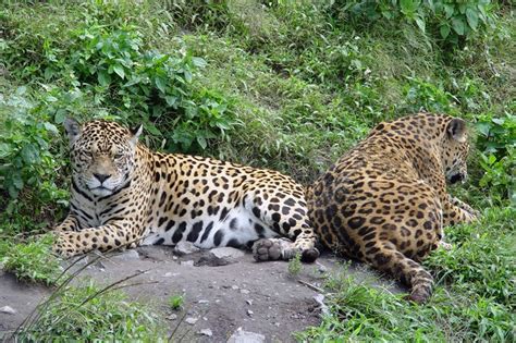 Mamíferos Del Ecuador