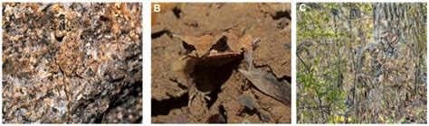 Frontiers Discriminative Context Aware Network For Camouflaged Object