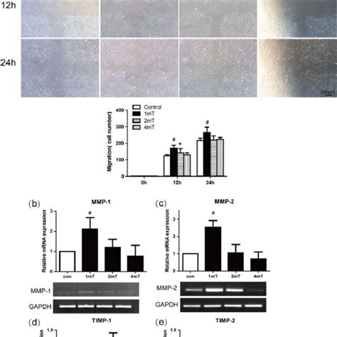 The Effect Of Static Magnetic Field Smf On Cell Viability And Growth Download Scientific