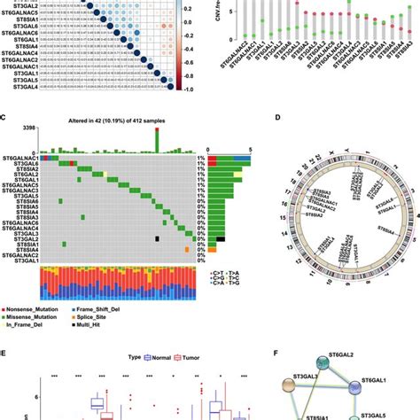 Genetic Mutational Landscape And The Expression Profile Of Siats In