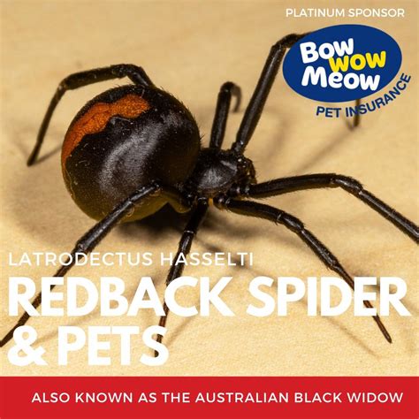 Redback Spider Poisoning In Pets Animal Poisons