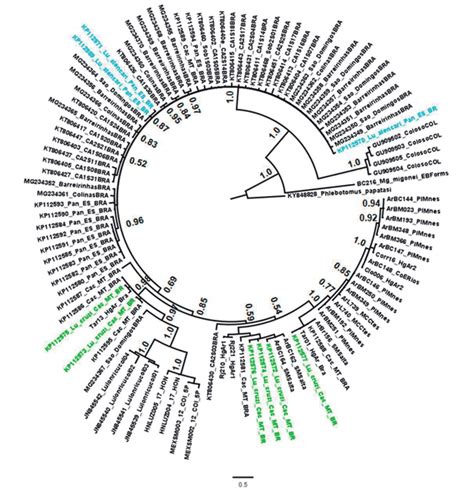 Bayesian Inference Bi Topology Tree For 483 Nucleotides Of The