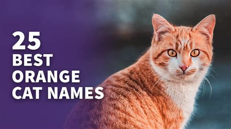 25 Best Orange Cat Names Cute Orange Cat Ideas Youtube