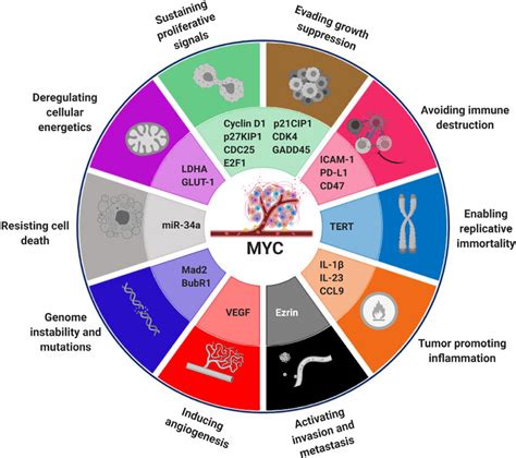 Myc As A Central Node In The Hallmarks Of Cancer Myc Is A Download Scientific Diagram