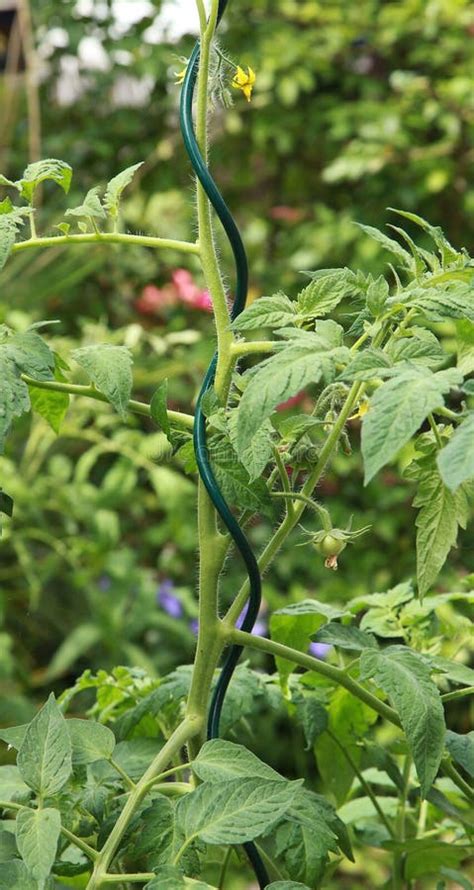 Piquets En Spirale Pour Les Plants De Tomates Dans Un Potager Image
