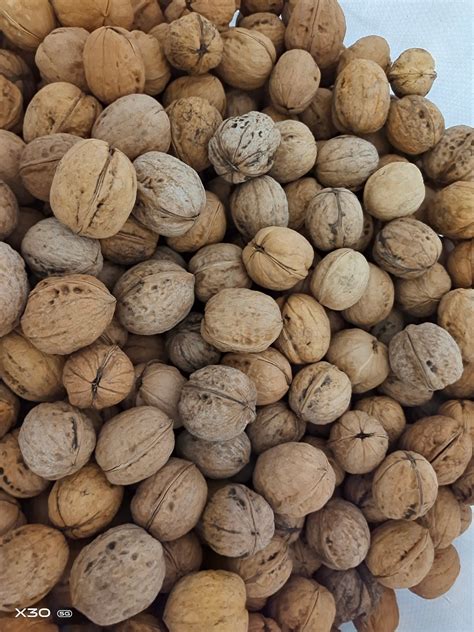 Xinjiang Paper Thin Shell 2023 Crop 185 Walnut Inshell Walnut And Walnut In Shell