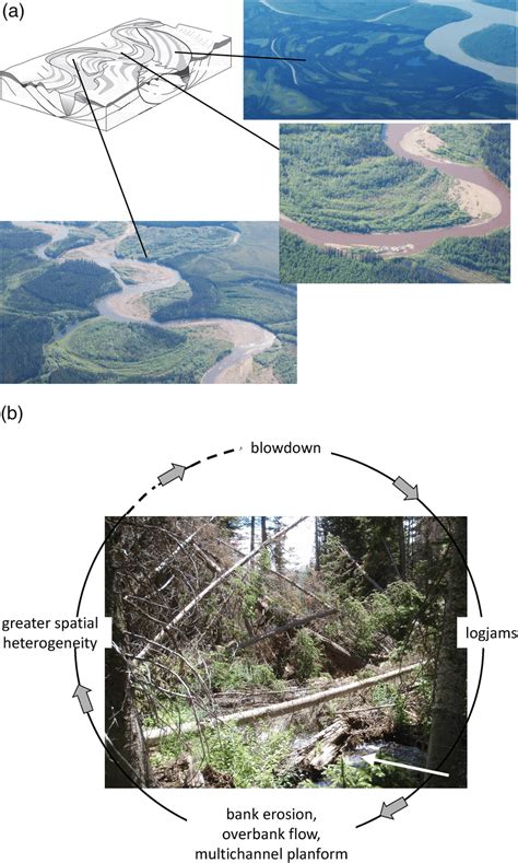 A Example Of Spatial Heterogeneity In Floodplain Vegetation Closely
