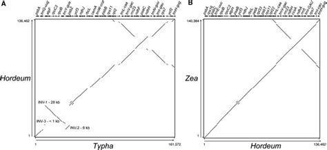 Percent Identity Plot Elnitski Et Al 2002 Atypha Latifolia Compared Download Scientific