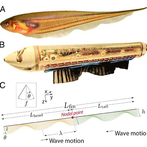 Example Of Biorobots A Robotuna 35 B Lamprey Robot 39