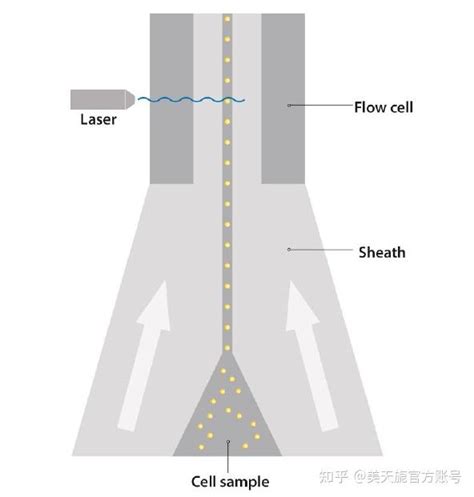 流式小白系列 一文读懂流式细胞仪！ 知乎