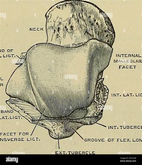 Fibular Notch