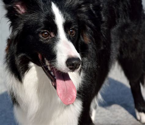 A Border Collie In Black And White Stock Image Image Of Face Cute