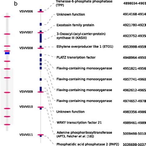 Amplicon Position In The Sex Locus And Its Boundaries On Chromosome Download Scientific