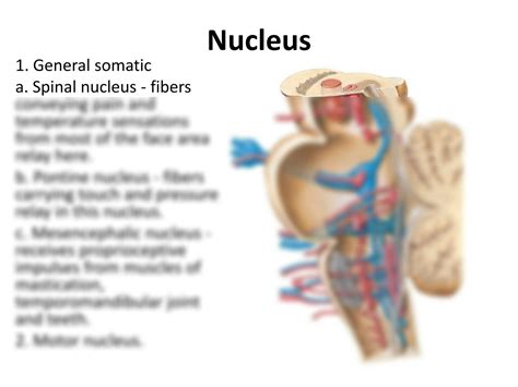 Solution Trigeminal Nerve V Studypool