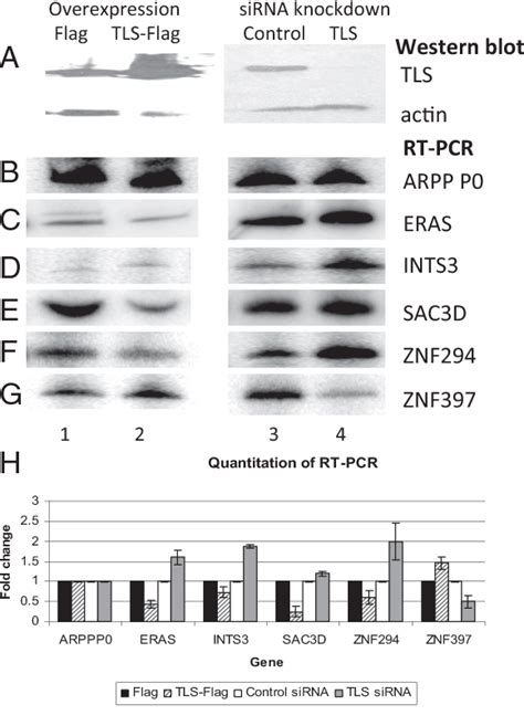 Figure 1 From TLS FUS Translocated In Liposarcoma Fused In Sarcoma Regulates Target Gene