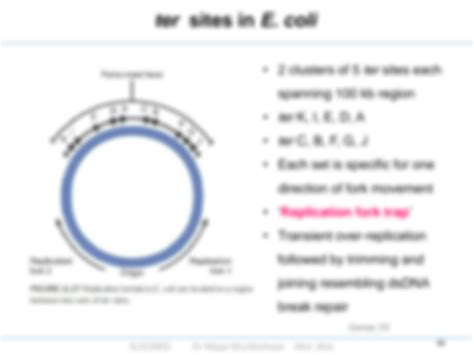 Solution Dna Replication Termination Regulation Studypool