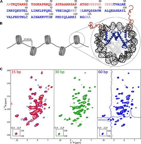 Linker Dna Preferential Interaction Of The Core Histone Tail Domains