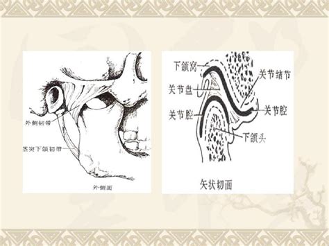 骨伤科护理学之关节脱位 三 颞颌关节脱位 Word文档在线阅读与下载 无忧文档