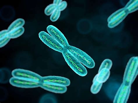 Chromosome 16 Disorders And Health