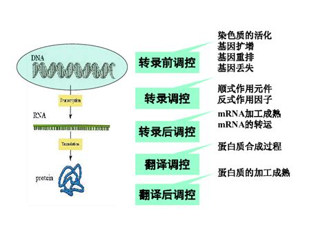 基因表达调控教程