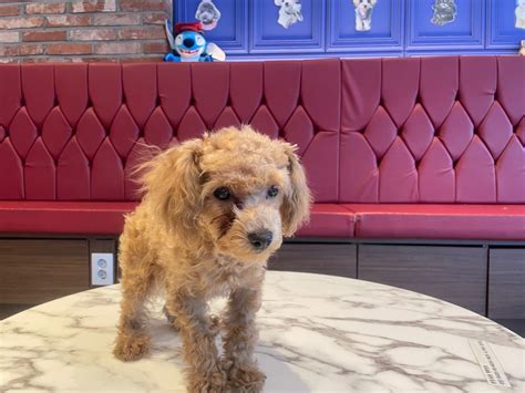 말티푸 푸푸 애완견성격 반려견성격 소형견크기 중형견크기 미니비숑프리제크기 토이푸들크기 골든리트리버크기 래브라도리트리버크기