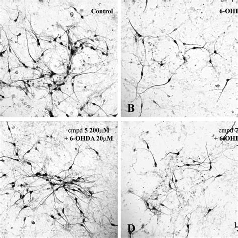 Photomicrographs Of Representative Th Immunoreactive Ir Neurons Download Scientific Diagram