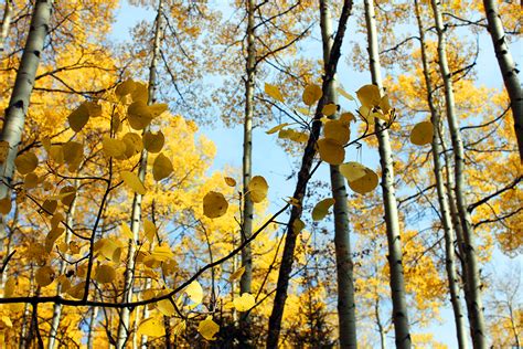 Fall Color Quaking Aspens Taos Ski Valley