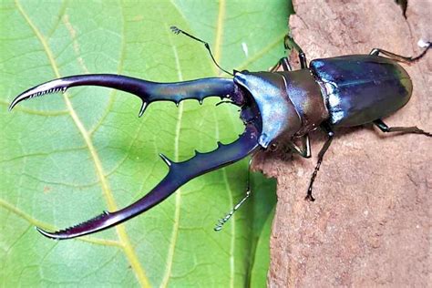Cyclommatus Metallifer Beetle
