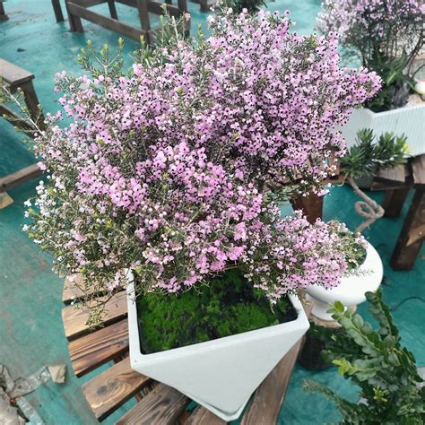 杰拉尔顿腊花花语 杰拉尔顿蜡花 大山谷图库