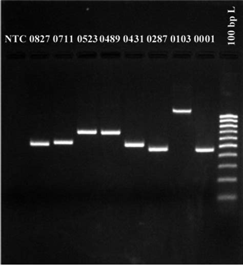 Gel Image Showing The Amplification Of Given Mycoplasma Mycoides Subsp