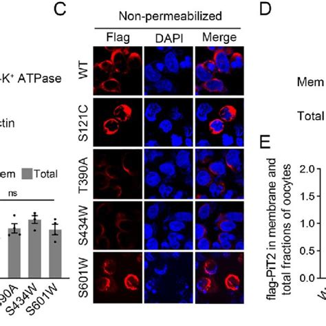 Total And Cell Surface Expression Levels Of Wt And Mutant Pit2 A D Download Scientific
